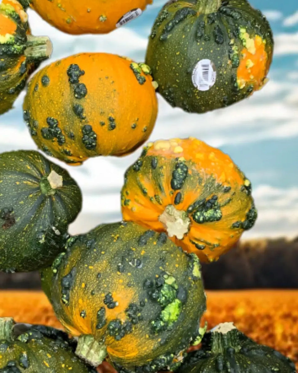 Bumpy Pumpkins: Fun and Unique Ideas for Fall Decorating – Bay Baby Produce