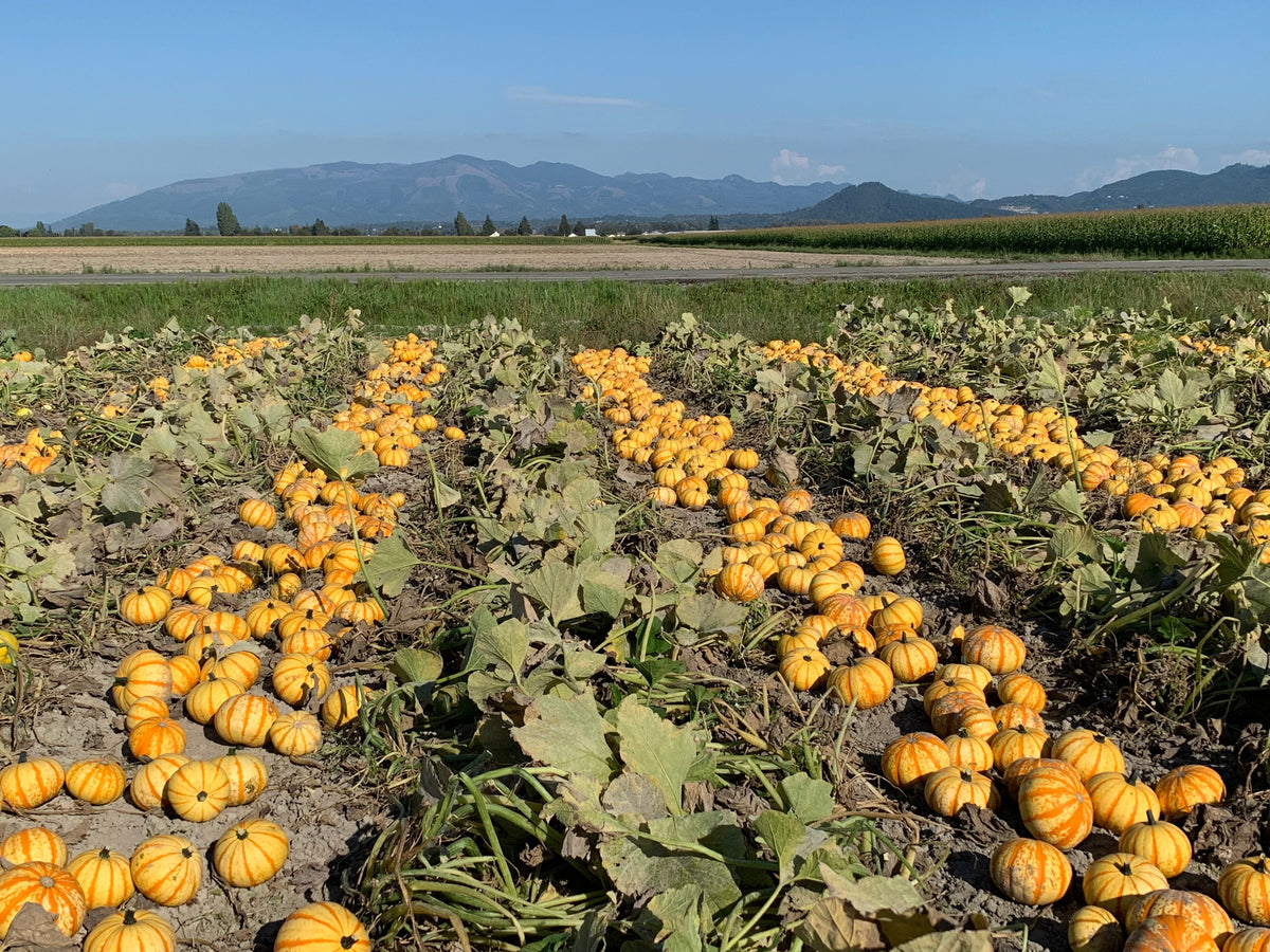 Solicitud de Empleo para Bay Baby Produce/Bay Baby Produce Job Applica