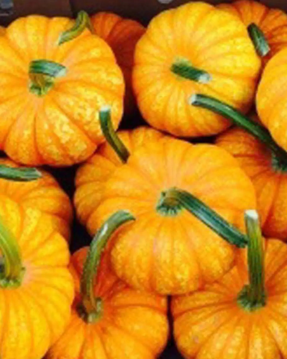 Sparkler Pumpkins: Dazzling Ideas to Light Up Your Fall Nights – Bay ...