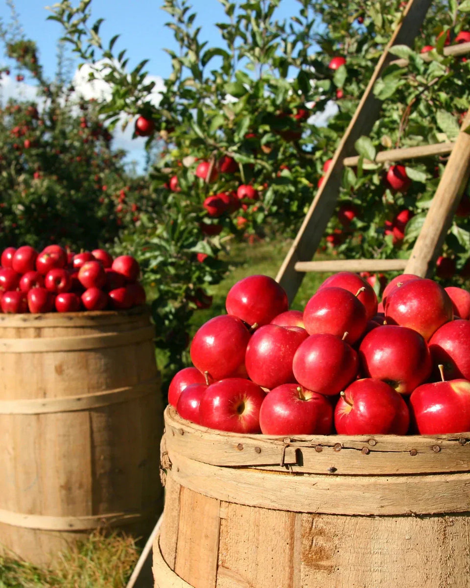 The Ultimate Fruit Tray Gift for Any Occasion – Bay Baby Produce