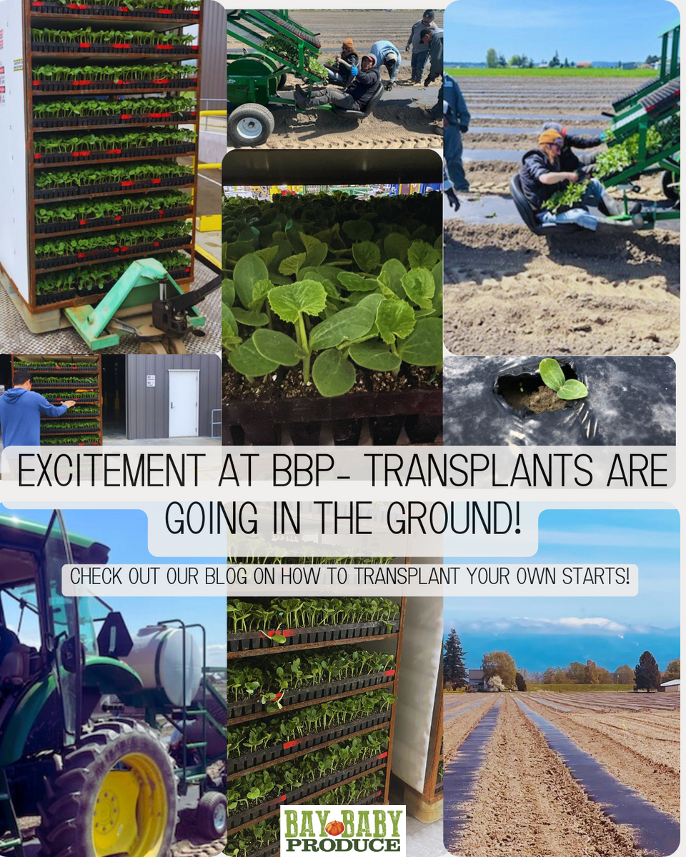 How to Transplant Your Starts into Your Veggie Garden! – Bay Baby Produce